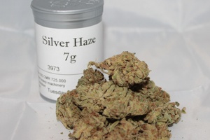 Super Silver Haze | Marijuana Strain Reviews | AllBud