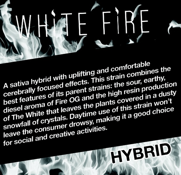 White Fire | Marijuana Strain Reviews | AllBud