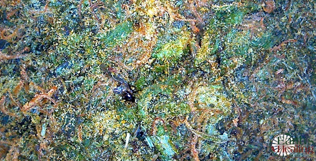 Blue Dawg Marijuana Strain Information & Reviews | AllBud