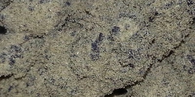 Caviar | Marijuana Strain Reviews | AllBud