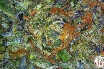 Candyland | Marijuana Strain Reviews | AllBud