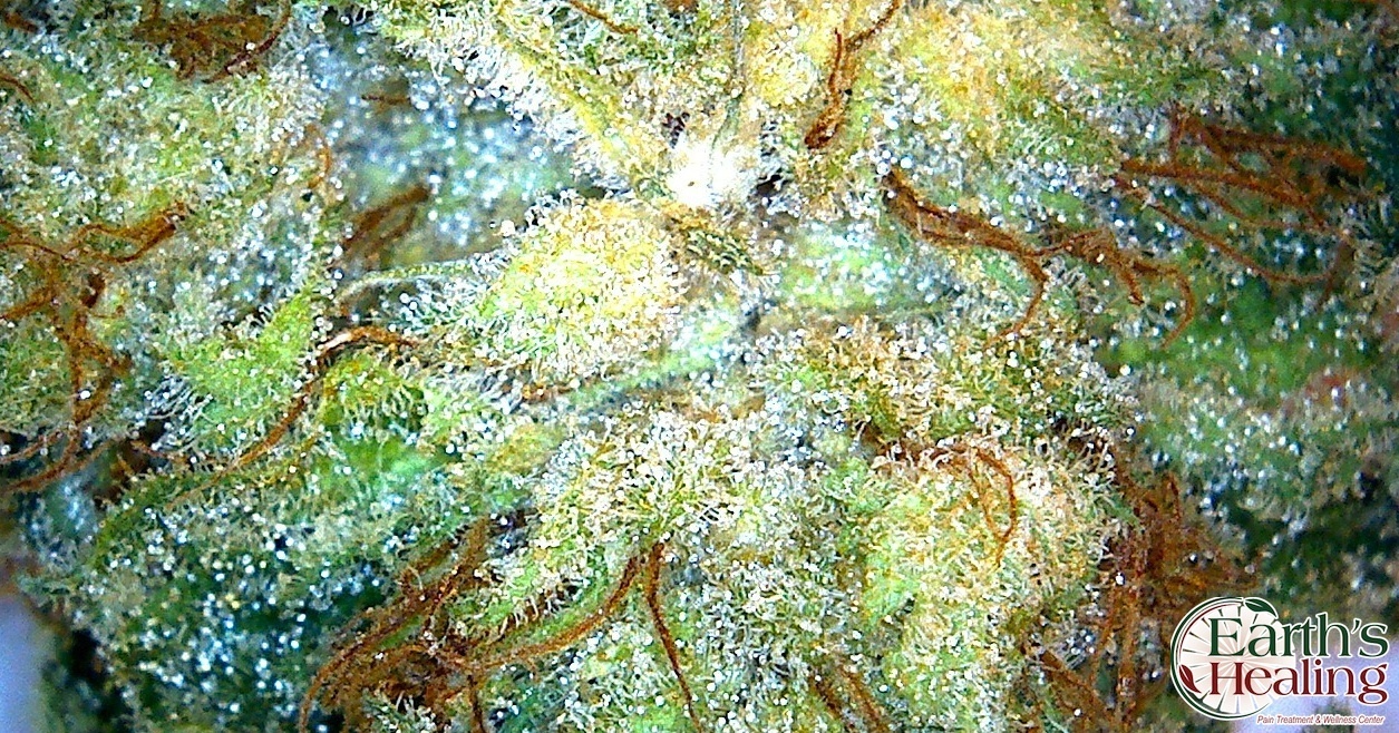 Ginger Ale Marijuana Strain Information & Reviews | AllBud