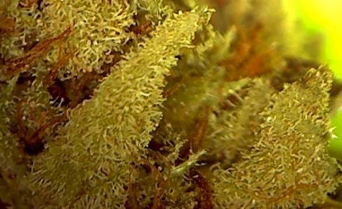 Platinum OG Marijuana Strain Information & Reviews | AllBud