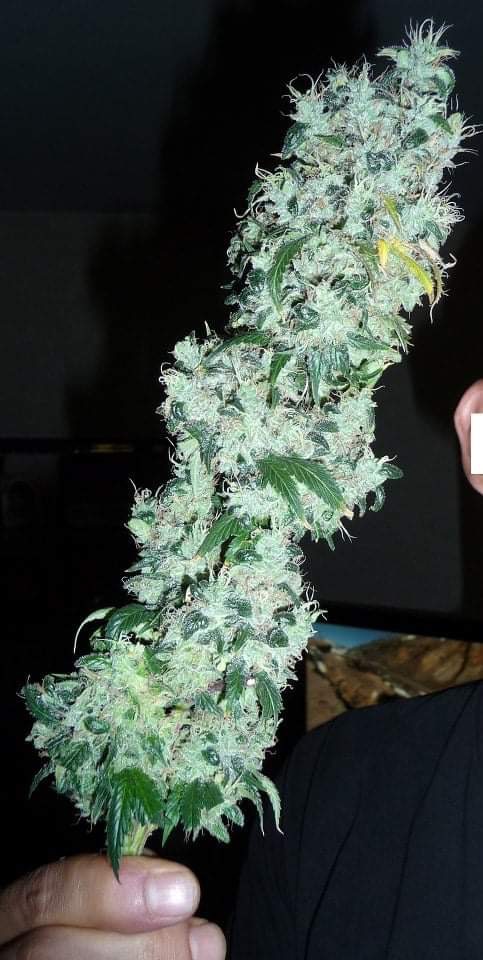 Albino Kush Marijuana Strain Information & Reviews | AllBud