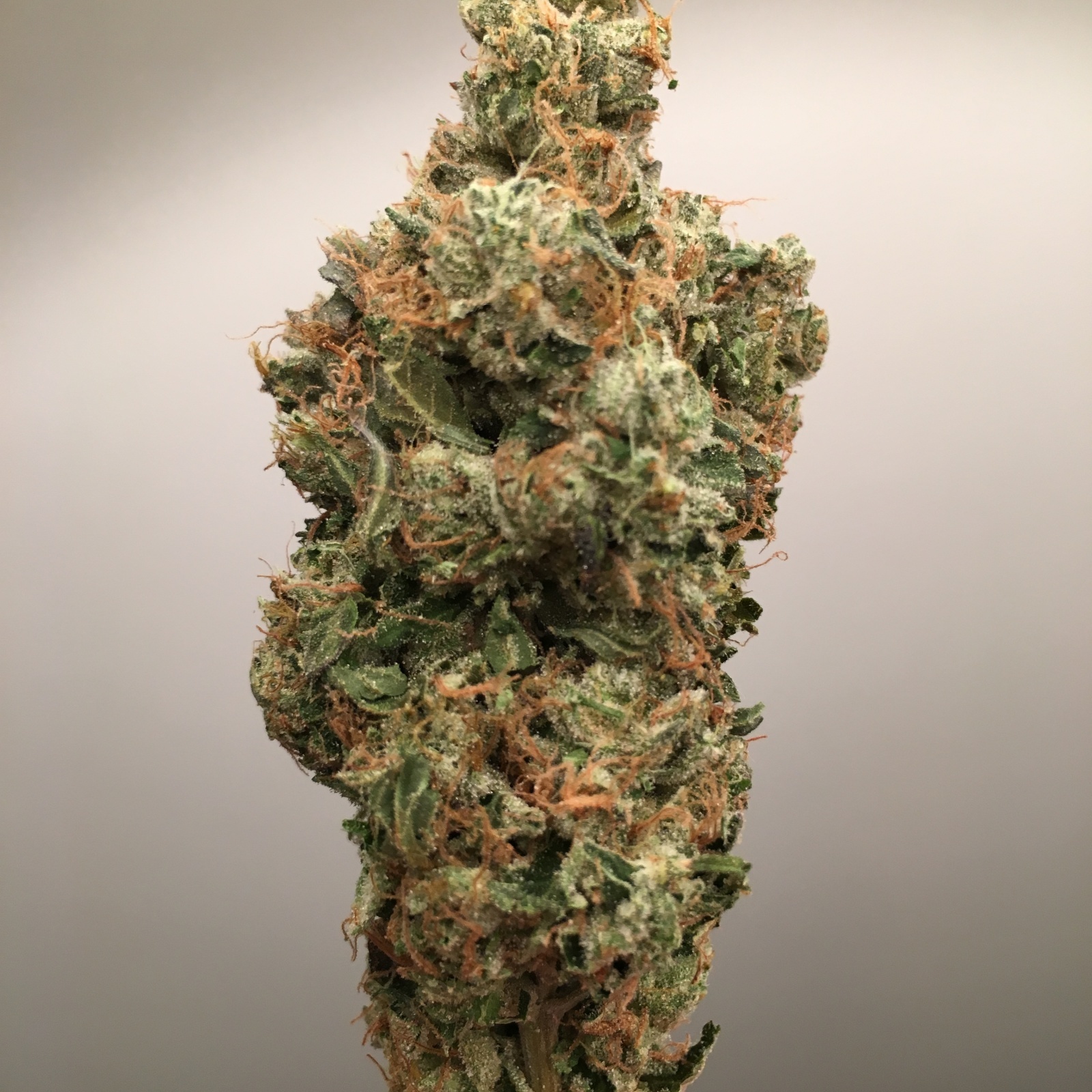 Alien Napalm OG #6 Marijuana Strain Information & Reviews | AllBud