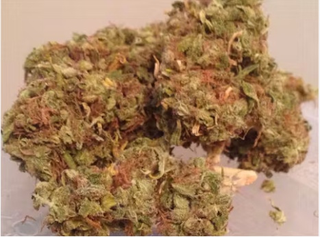 Aloha Punch Marijuana Strain Information & Reviews | AllBud