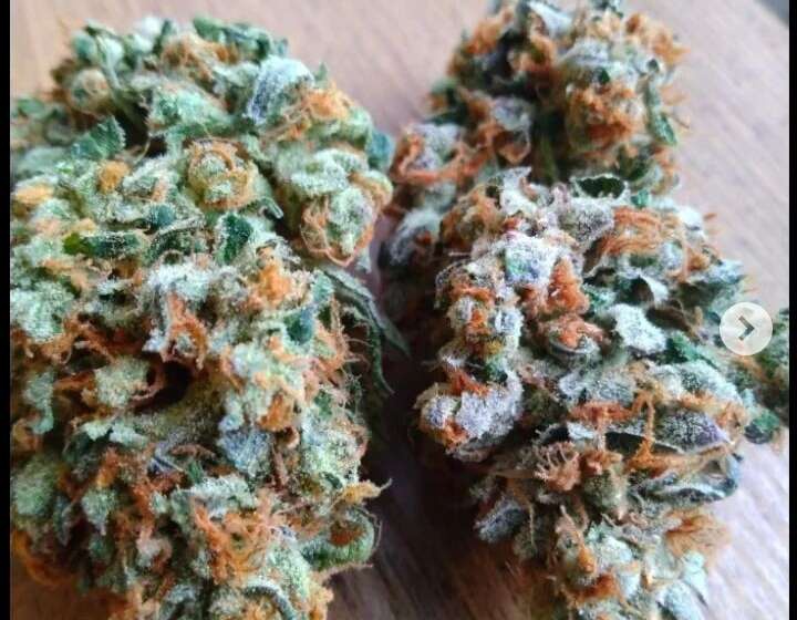 Alpine Haze Marijuana Strain Information & Reviews | AllBud