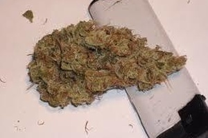 Alpine Star | Marijuana Strain Reviews | AllBud