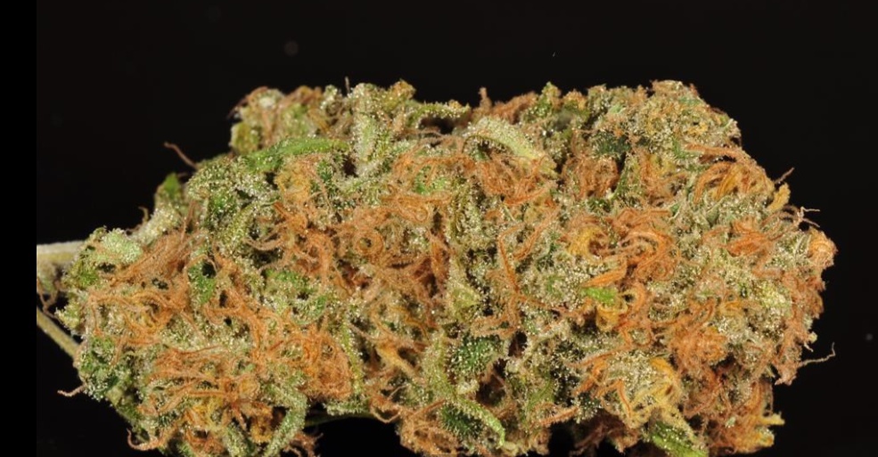 Bow Wow Gold Marijuana Strain Information & Reviews | AllBud
