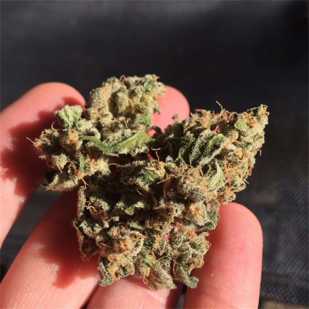 Candy Cane Auto Marijuana Strain Information & Reviews | AllBud