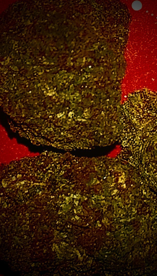 Columbian Red Marijuana Strain Information & Reviews | AllBud