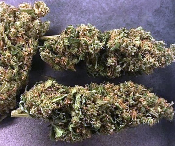 Doctor Doctor Marijuana Strain Information & Reviews | AllBud