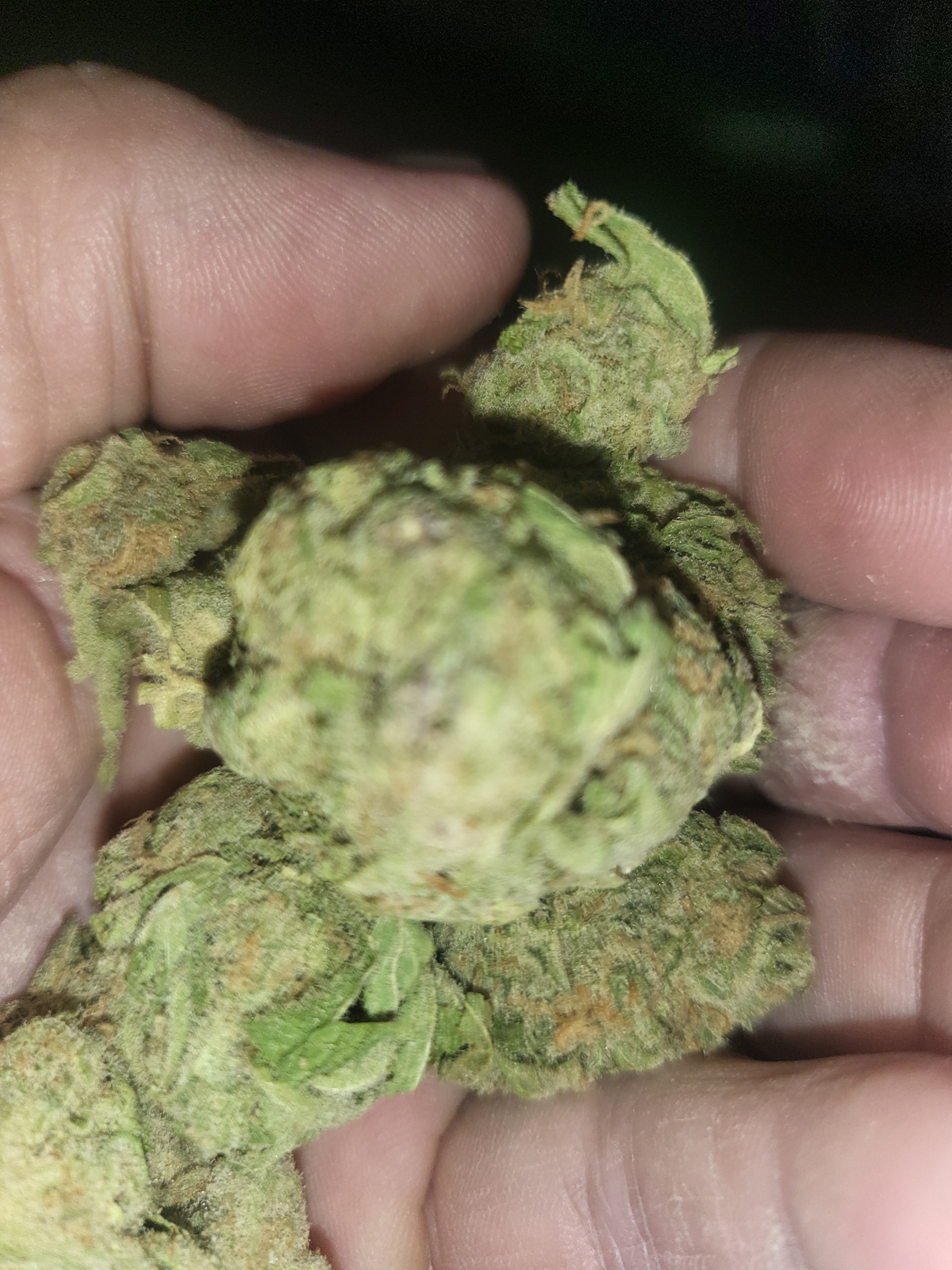 Dondo of the Dead Marijuana Strain Information & Reviews | AllBud