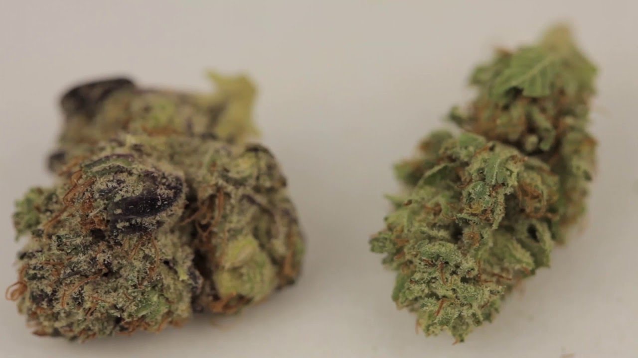 Fall 97 Marijuana Strain Information & Reviews | AllBud