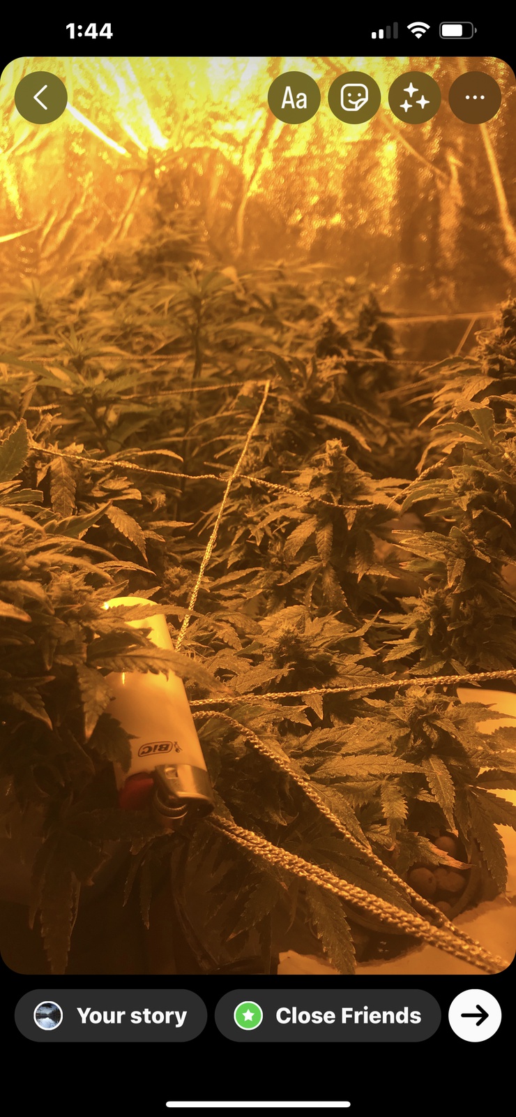 Garlic Bud Marijuana Strain Information & Reviews | AllBud