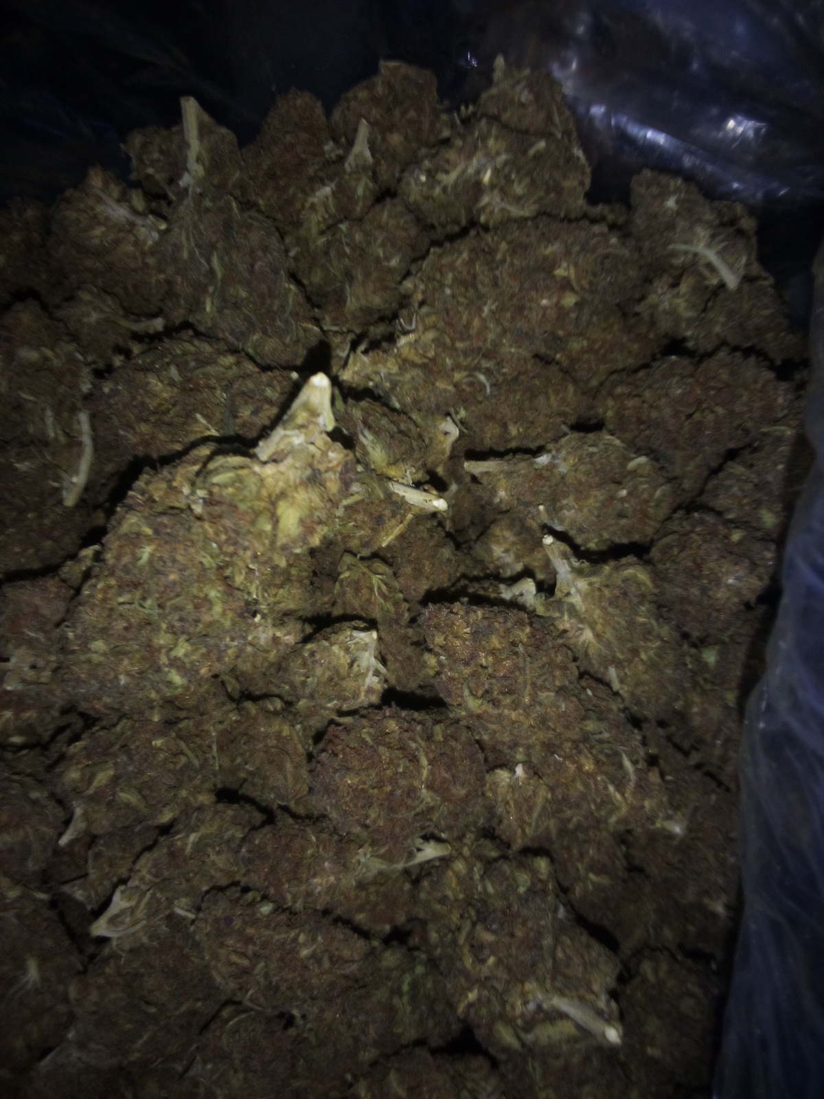 Grapehead Marijuana Strain Information & Reviews | AllBud