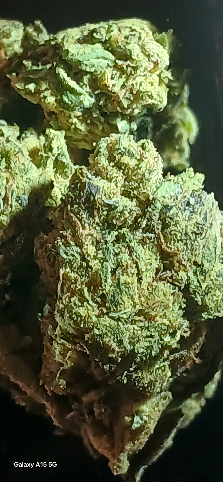 Jack Rabbit Marijuana Strain Information & Reviews | AllBud