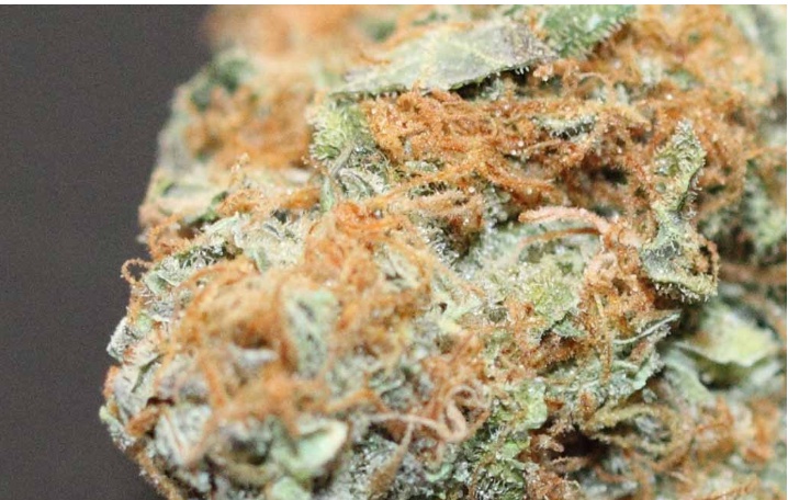 Jedi 41 Marijuana Strain Information & Reviews | AllBud