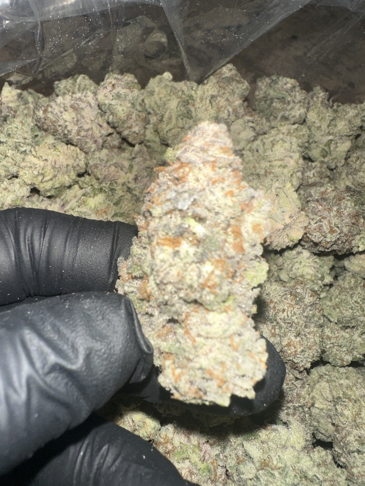 Lobster Butter Marijuana Strain Information & Reviews | AllBud