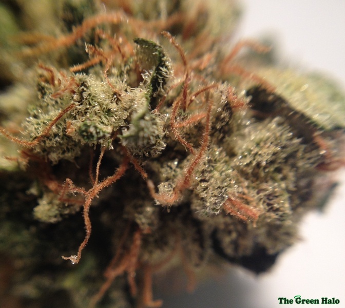 LSD | Marijuana Strain Reviews | AllBud