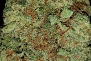 LSD | Marijuana Strain Reviews | AllBud