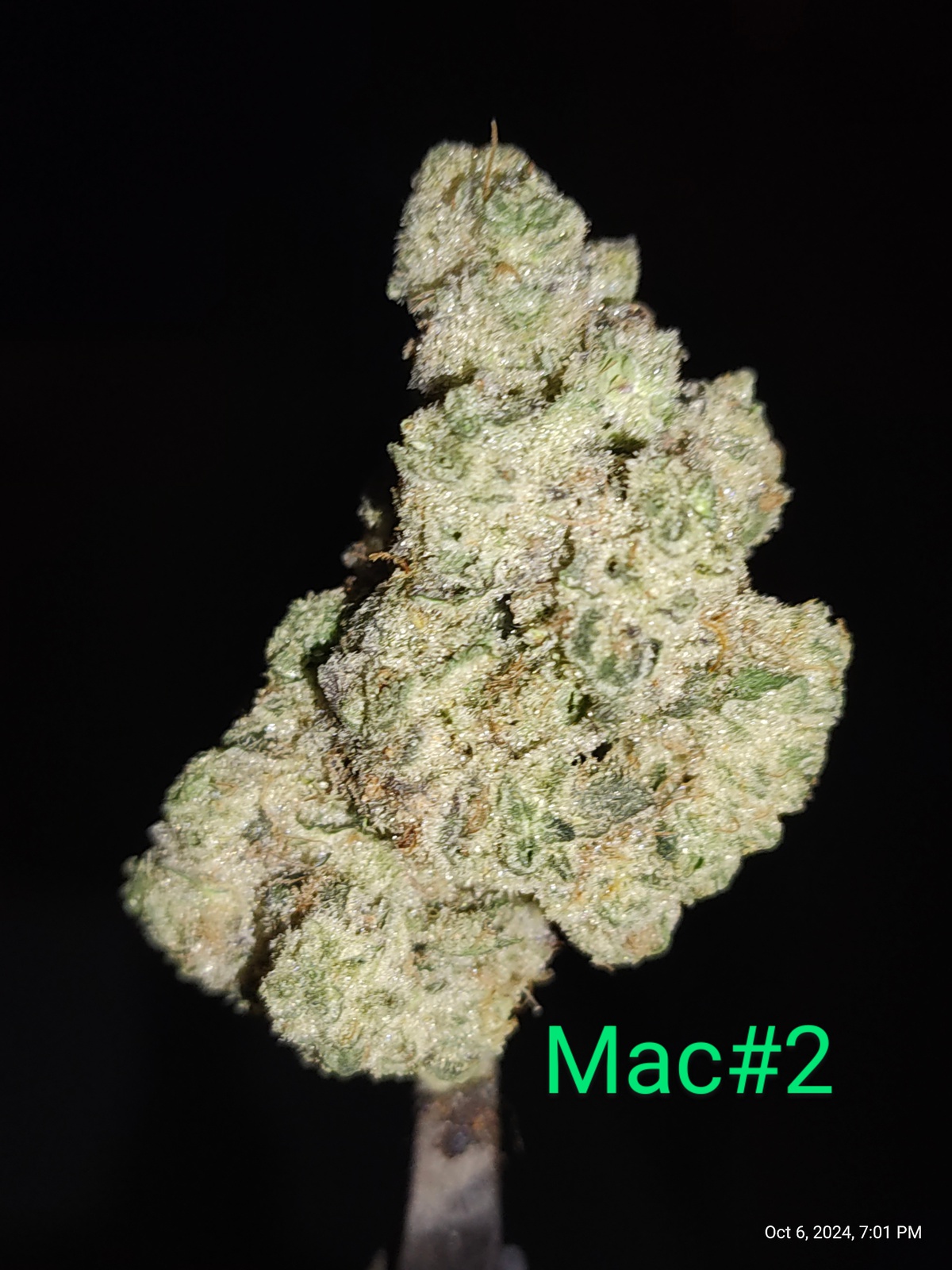 MAC V2 Marijuana Strain Information & Reviews | AllBud