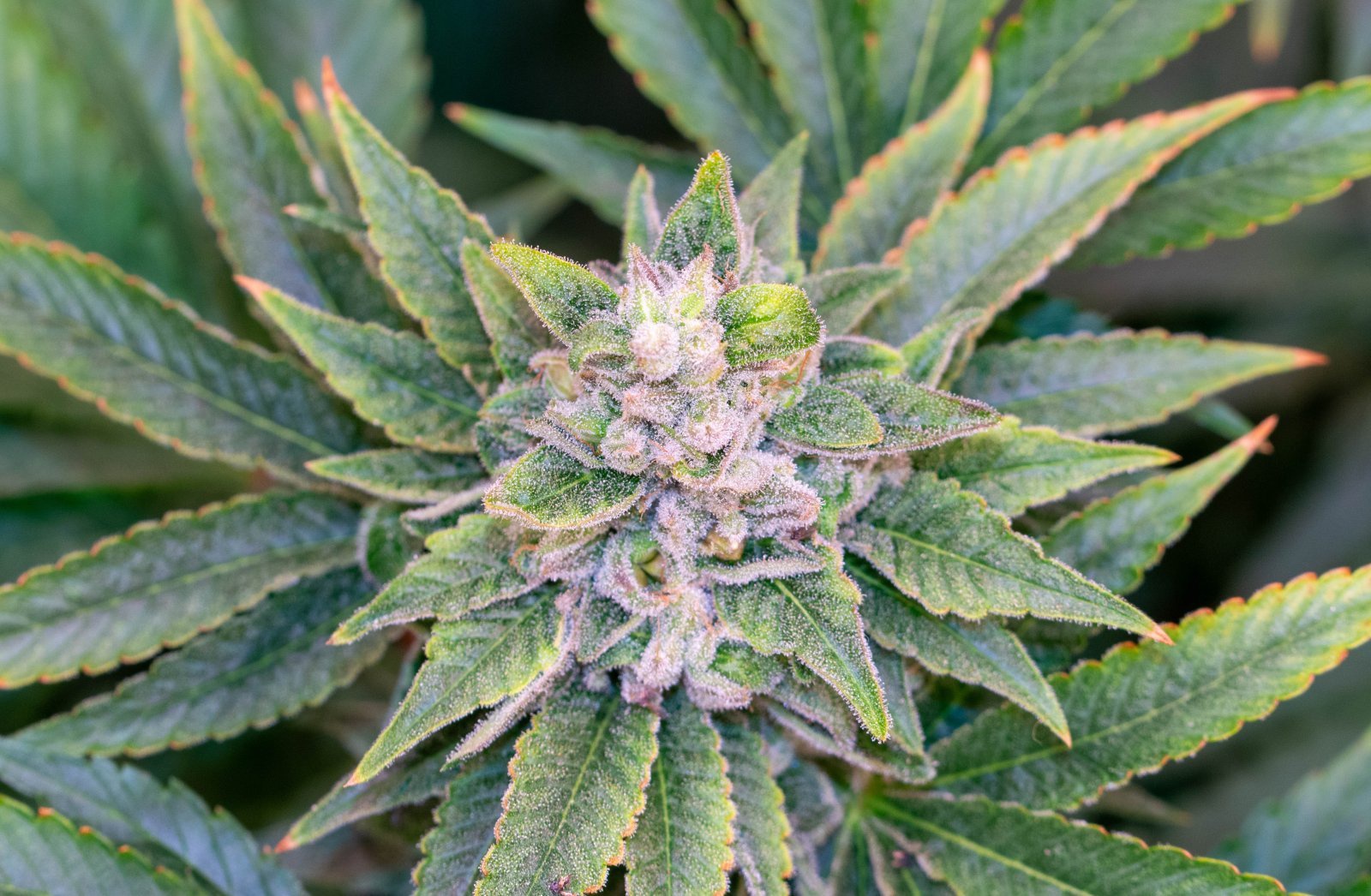 Mango Moonshine Marijuana Strain Information & Reviews | AllBud