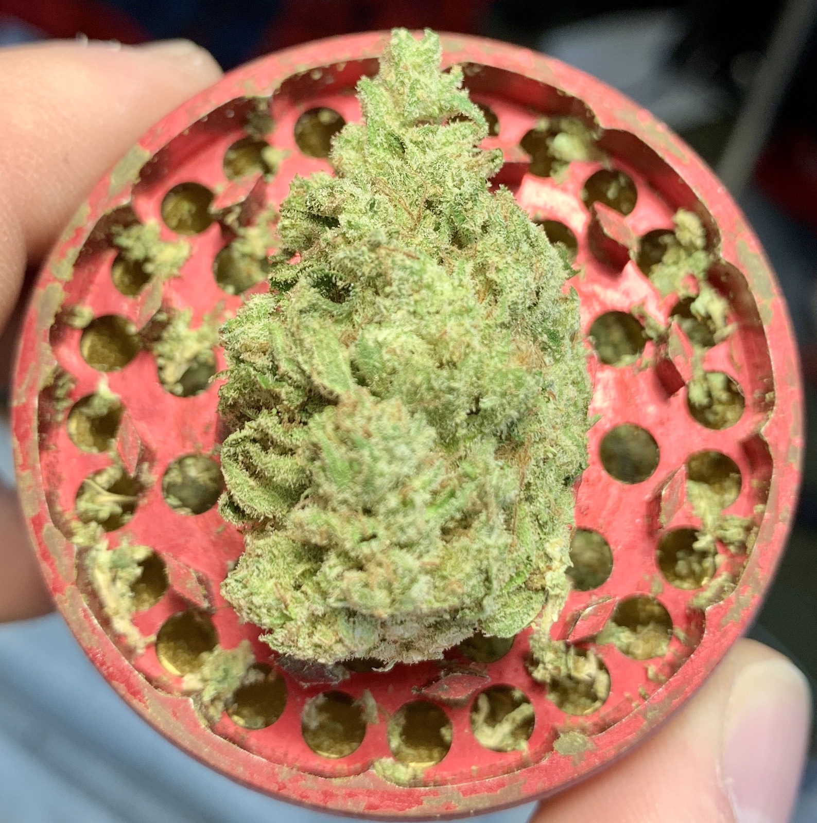 Motorbreath Marijuana Strain Information & Reviews | AllBud