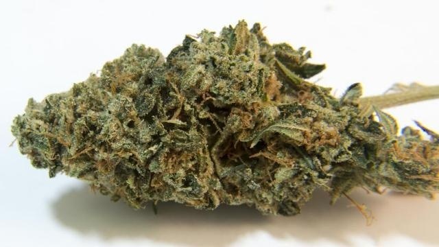 OG 1 Kenobi | Marijuana Strain Reviews | AllBud