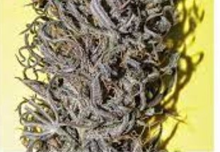 Old Congo Marijuana Strain Information & Reviews | AllBud