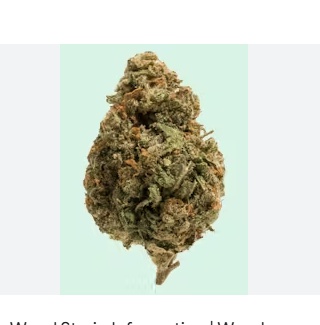 Orange Melon Smoothie Marijuana Strain Information & Reviews | AllBud