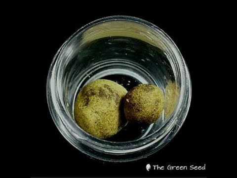 Panda Pebbles Marijuana Strain Information & Reviews | AllBud