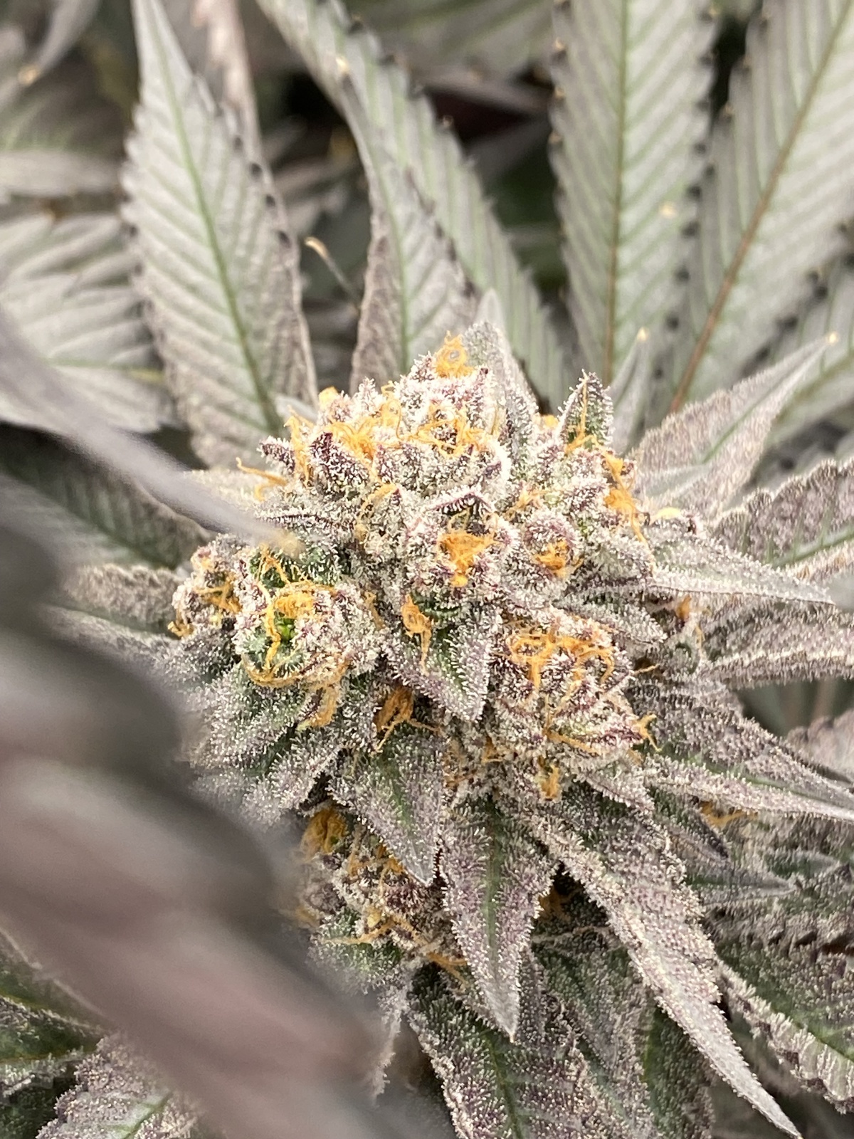 Planet Bang Bang Marijuana Strain Information & Reviews | AllBud