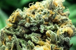 Platinum Zookies Marijuana Strain Information & Reviews | AllBud