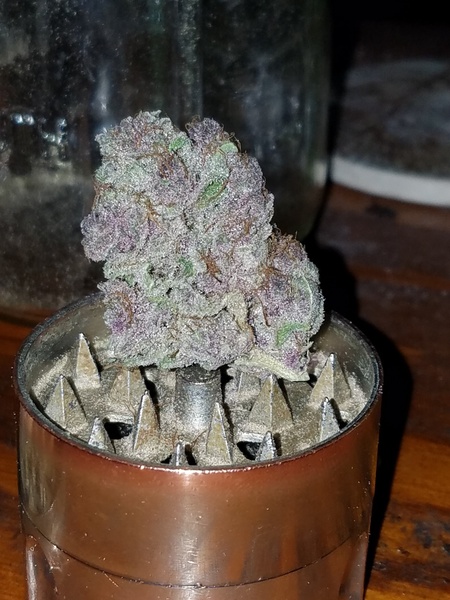 Purple Rain | Marijuana Strain Reviews | AllBud