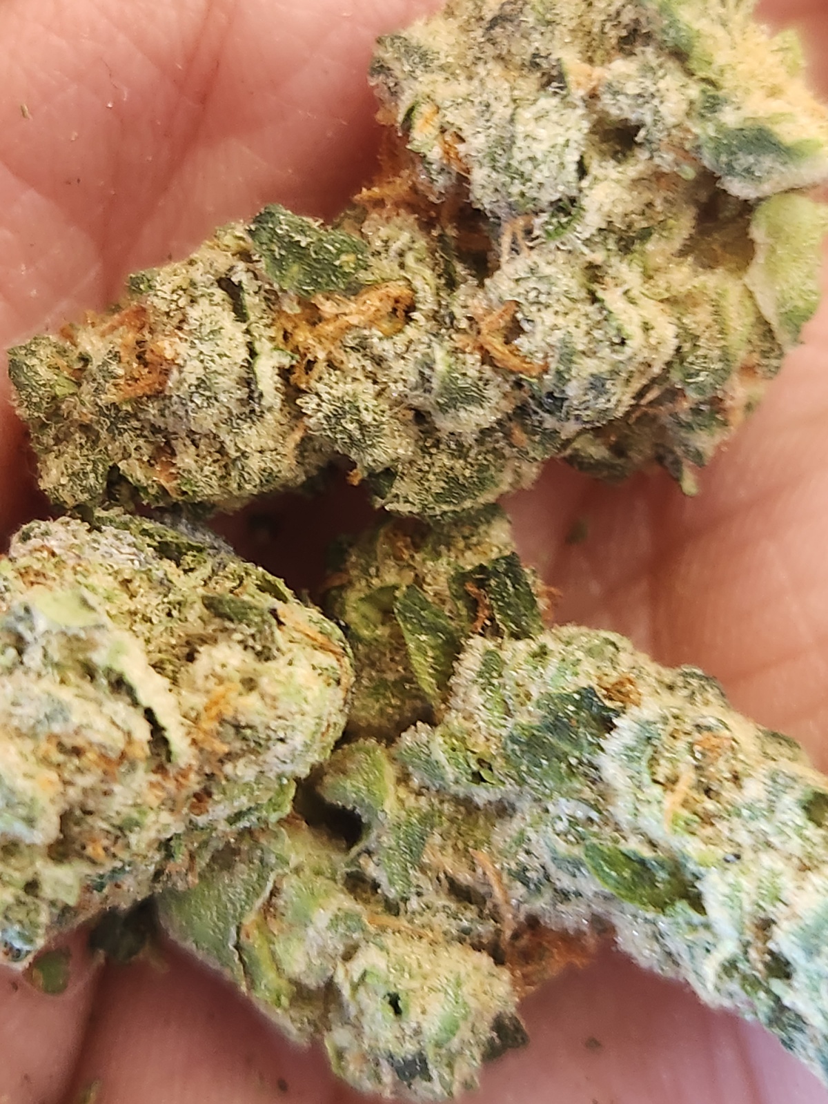 Rebel Cookies Marijuana Strain Information & Reviews | AllBud