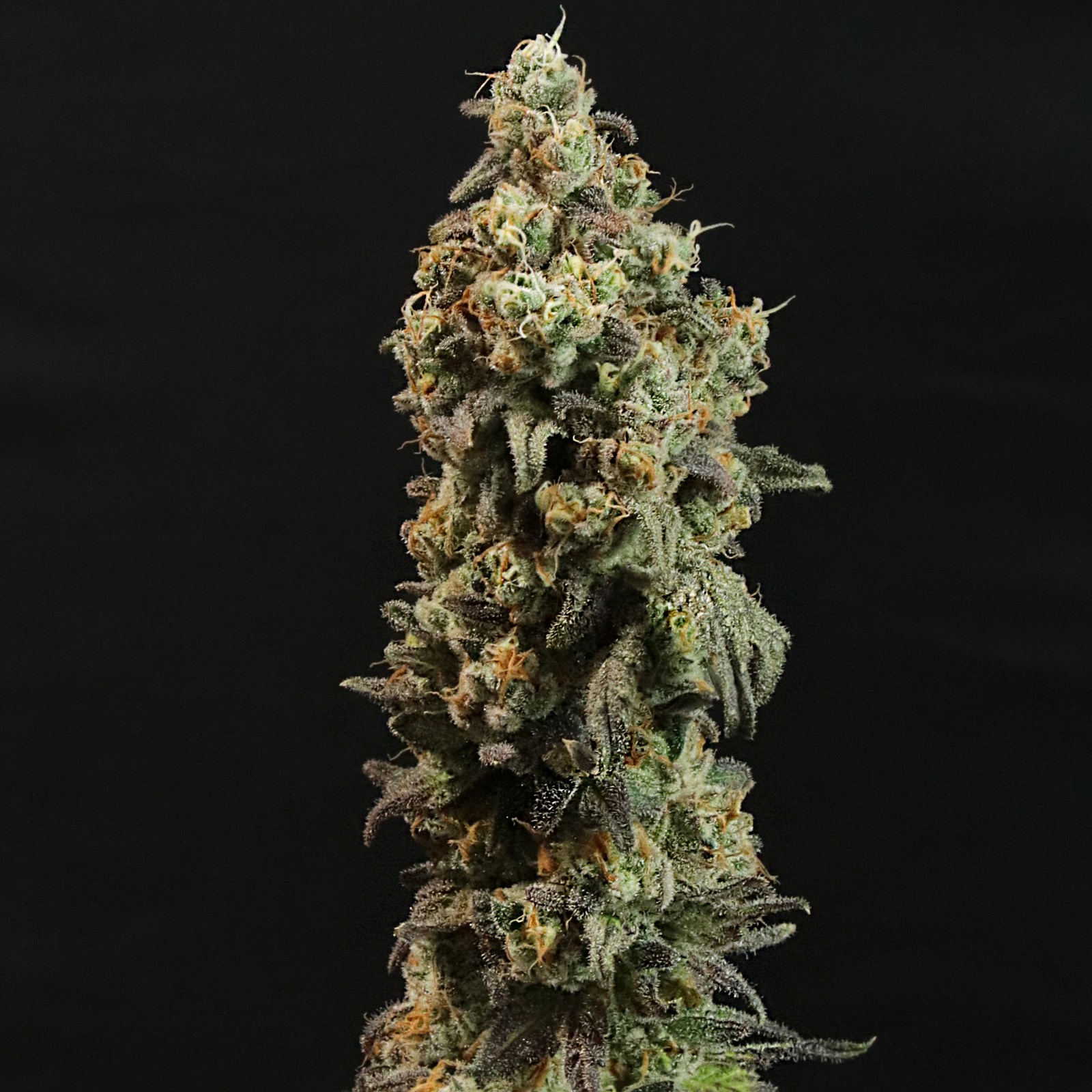 Red Matter Marijuana Strain Information & Reviews | AllBud
