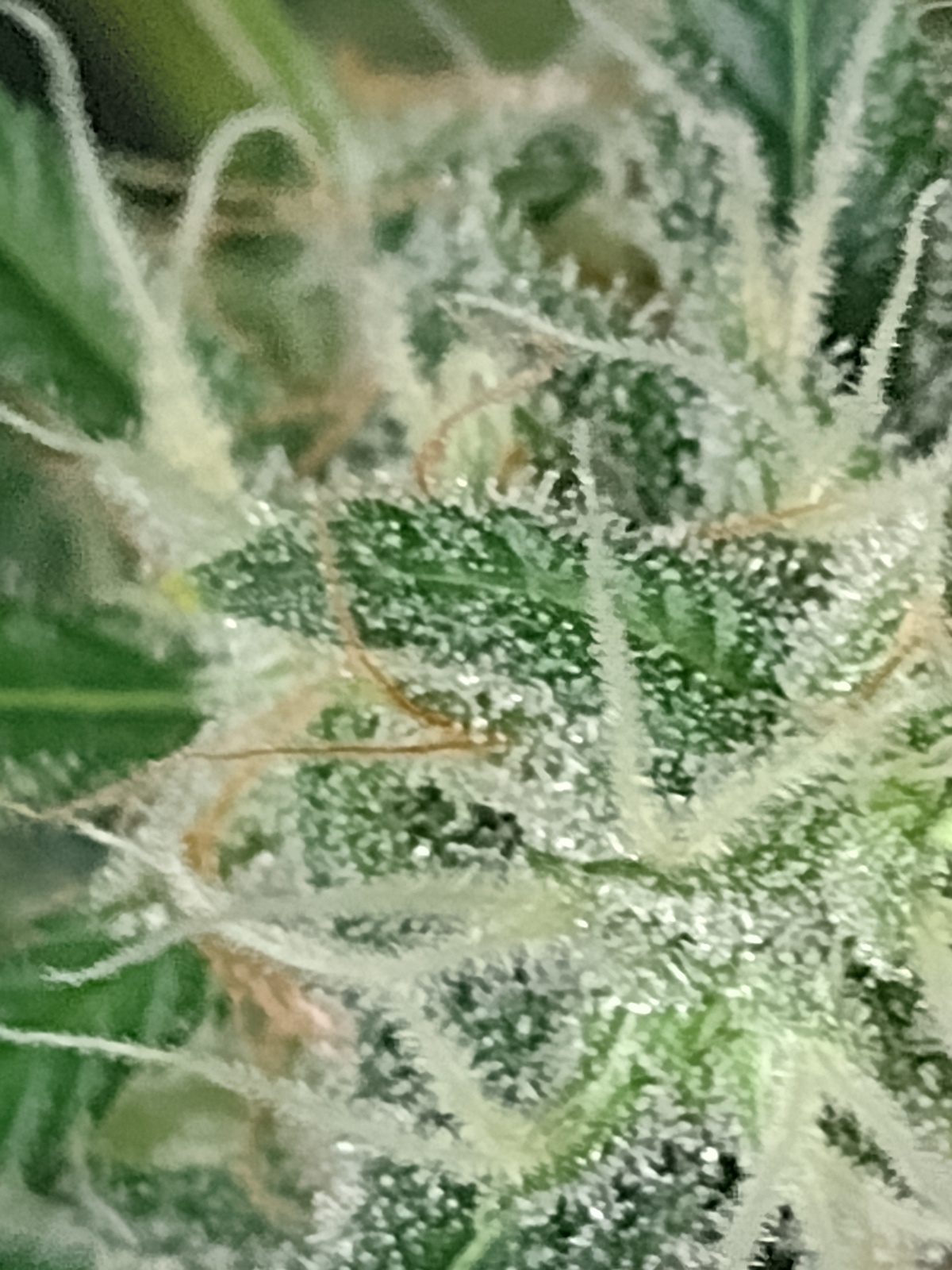 Silver Kush Marijuana Strain Information & Reviews | AllBud