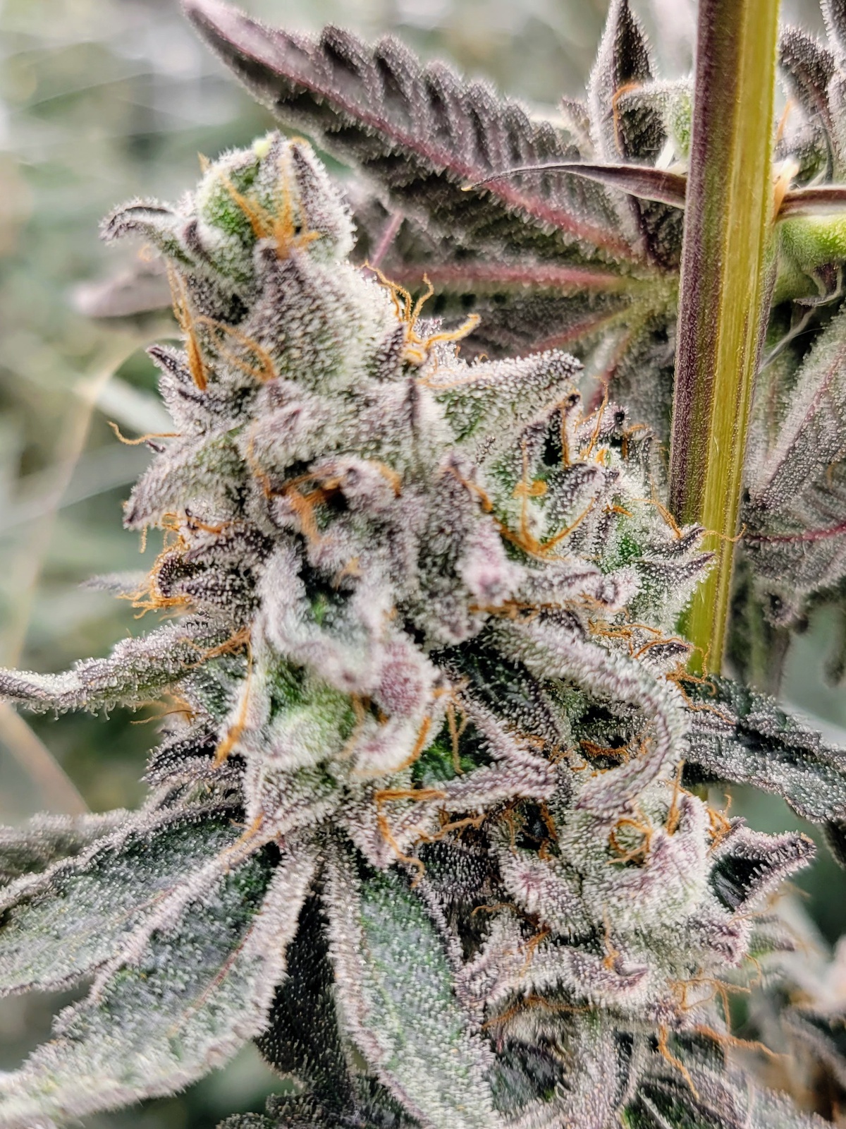 Tango Jack Marijuana Strain Information & Reviews | AllBud