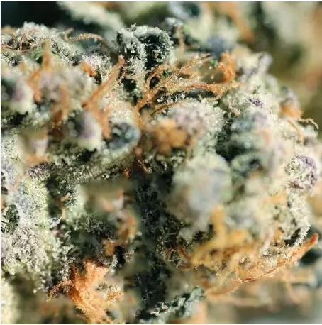 Triple Cherry Diesel Marijuana Strain Information & Reviews | AllBud