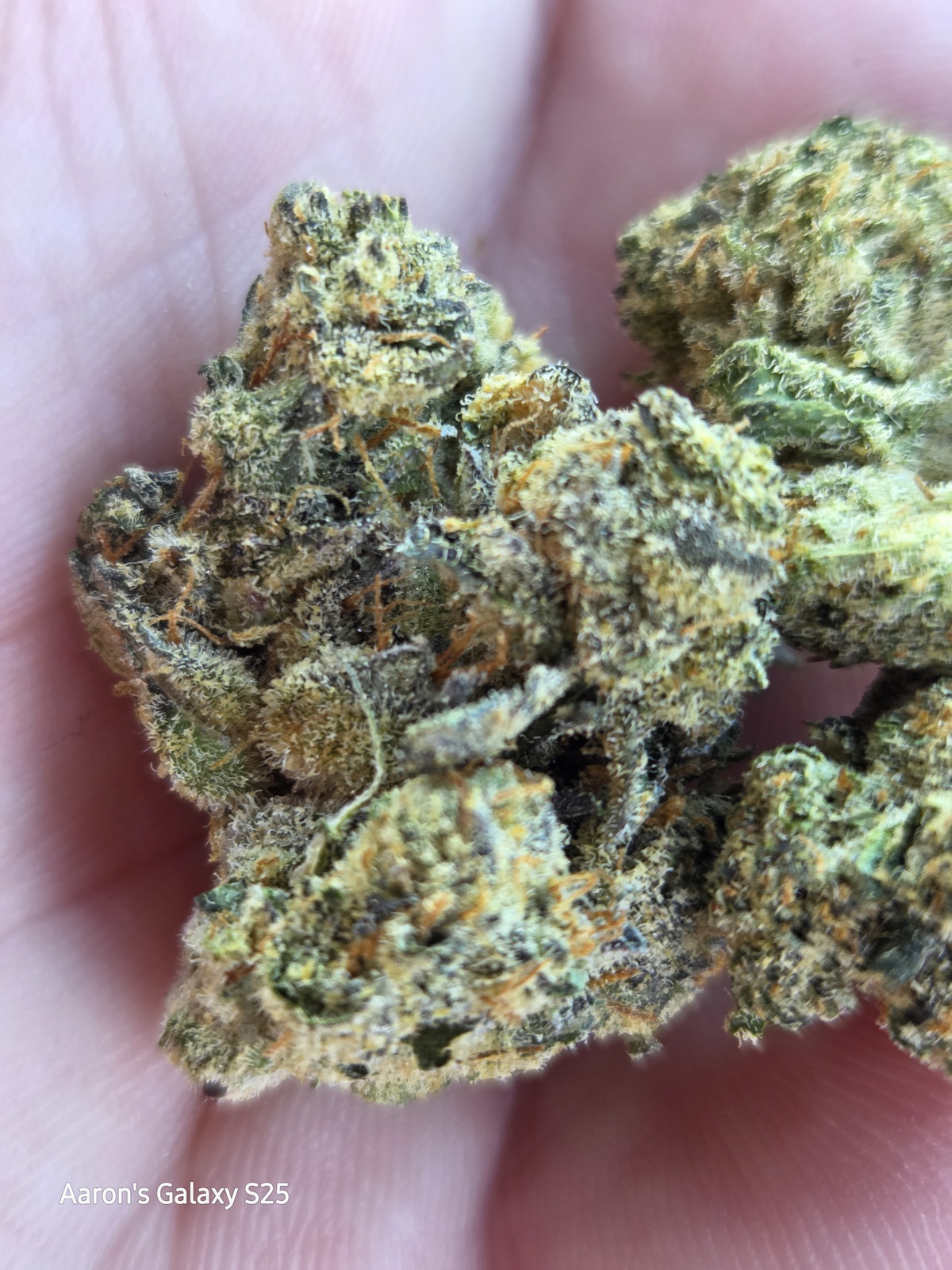 Triple Chocolate Chip Marijuana Strain Information & Reviews | AllBud