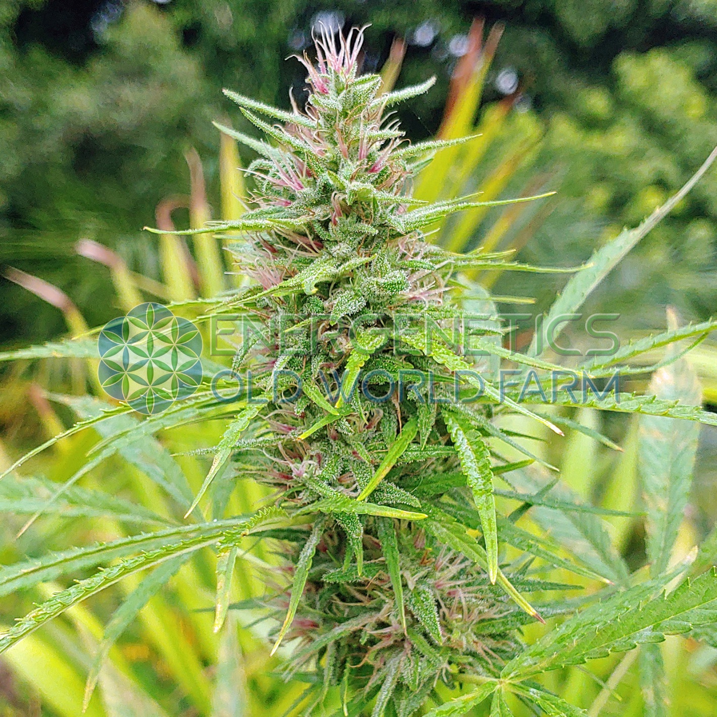 Tropical Red Marijuana Strain Information & Reviews | AllBud