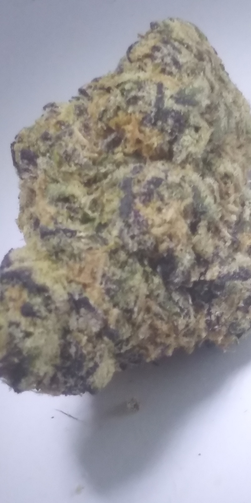 Versace Marijuana Strain Information & Reviews | AllBud