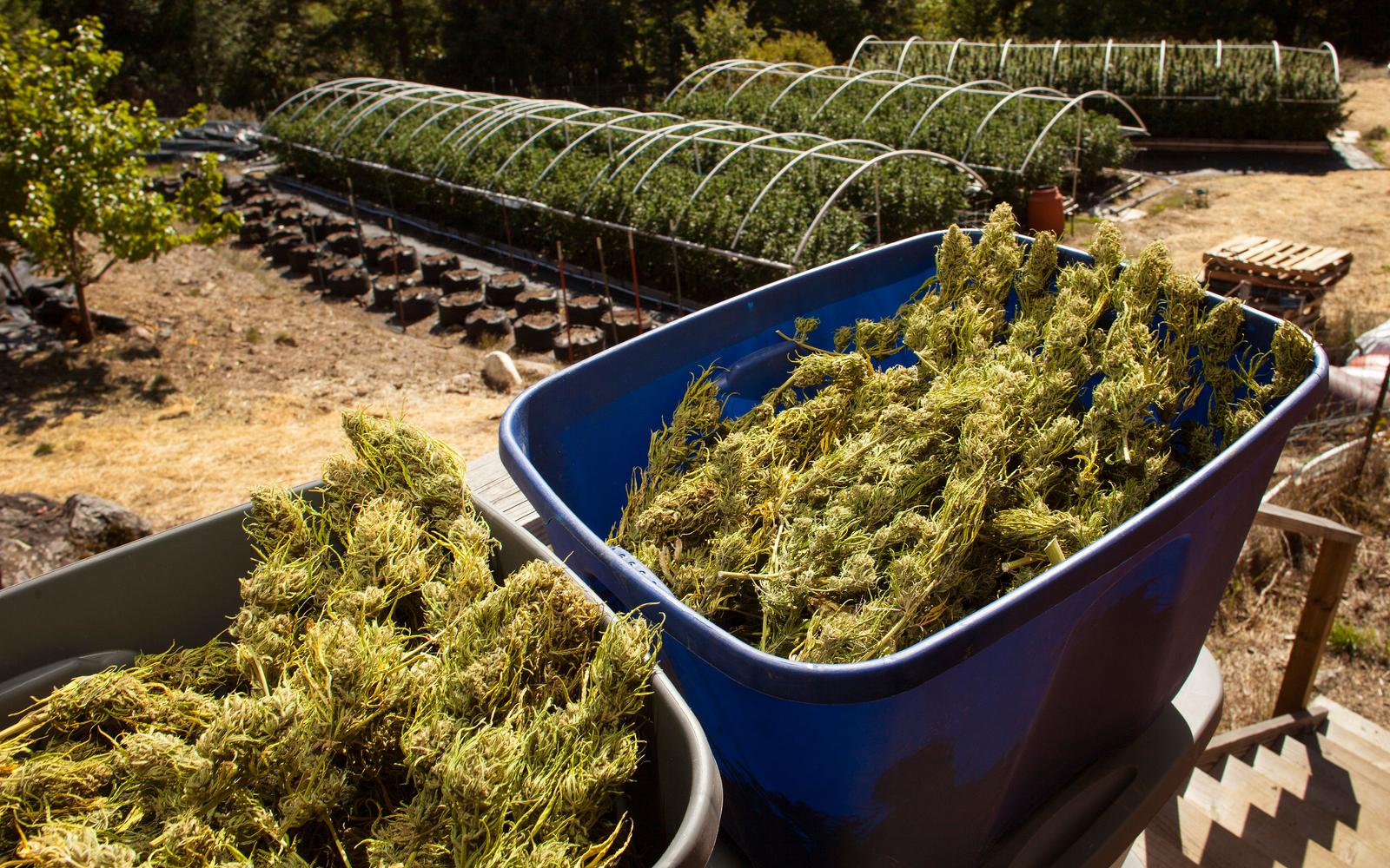 Puerto Rico Betting on Medical Marijuana to Help Ease Crisis | AllBud