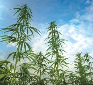 Update: Kentucky Hemp is Flourishing | AllBud