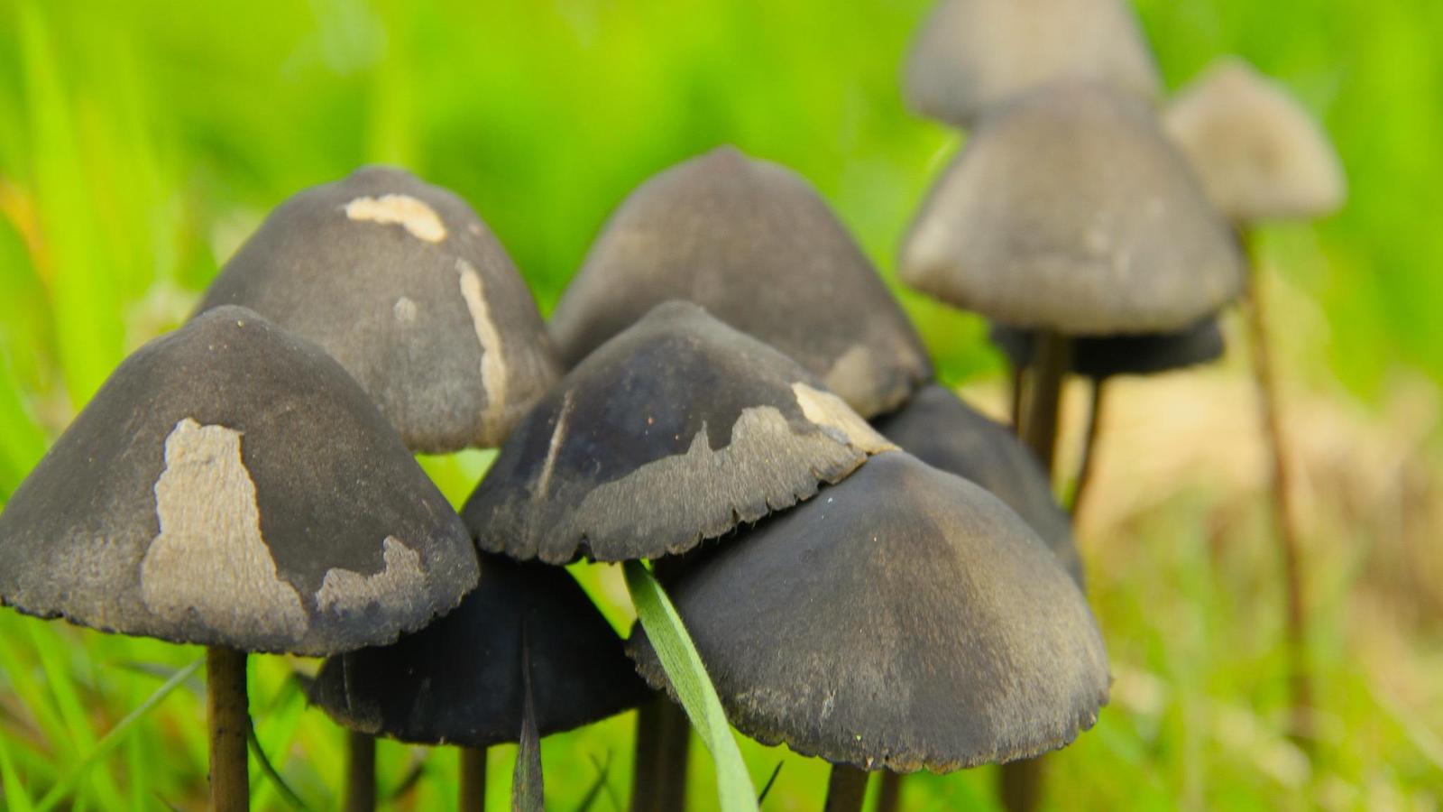 Shrooms Could Be Legalized Sooner Than You Think | AllBud