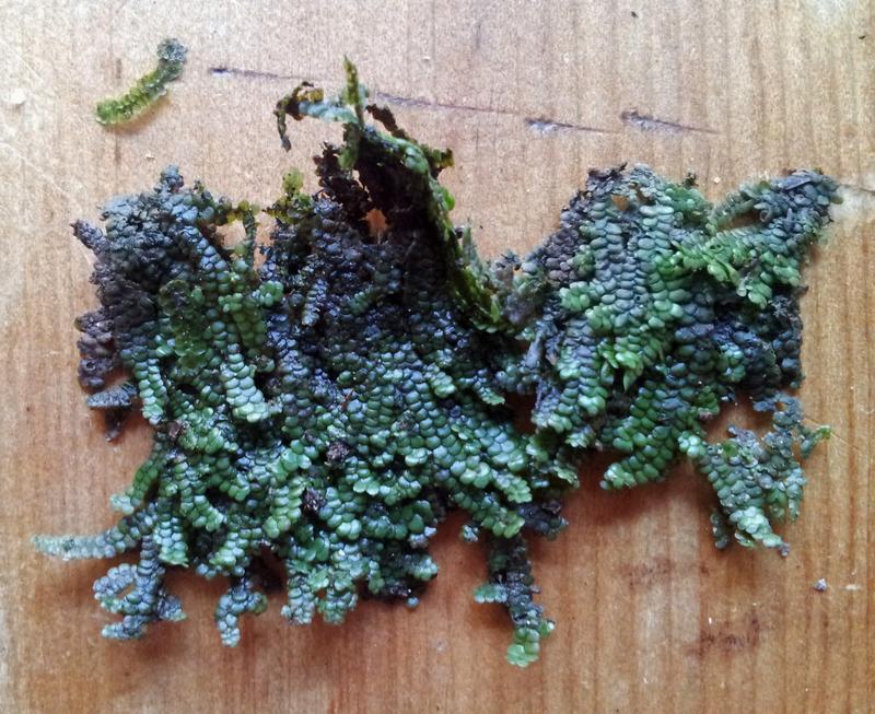These Non-Cannabis Plants Produce Cannabinoids | AllBud