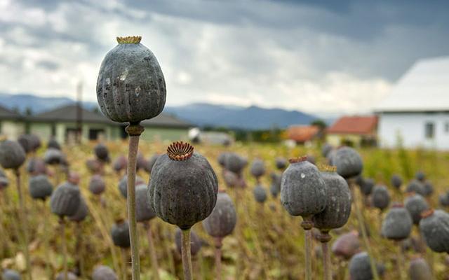 Burmese Opium Farmers Protest Eradication | AllBud