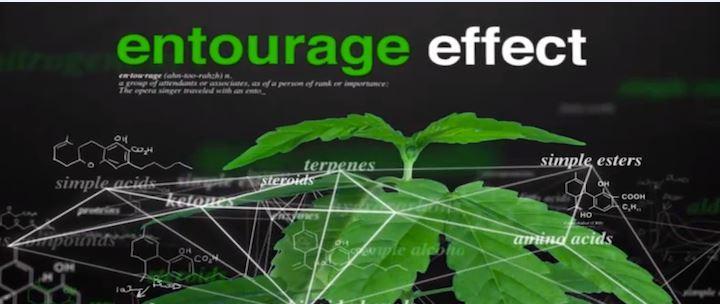 The Whole Plant Cannabis Therapy & Its Entourage Effect | AllBud